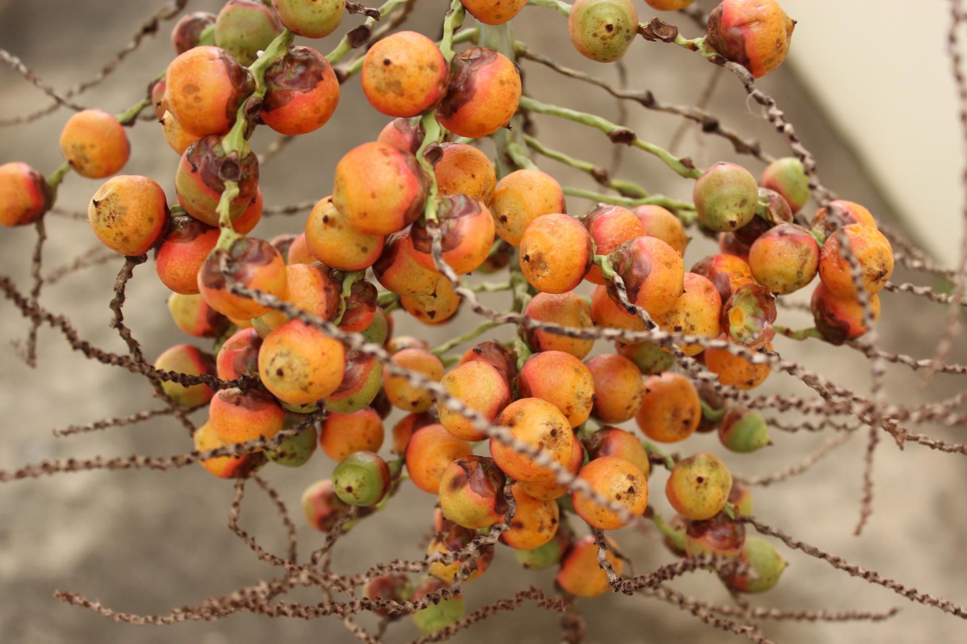 BUTIA PURPURASCENS SEEDS - For Sale - PalmTalk