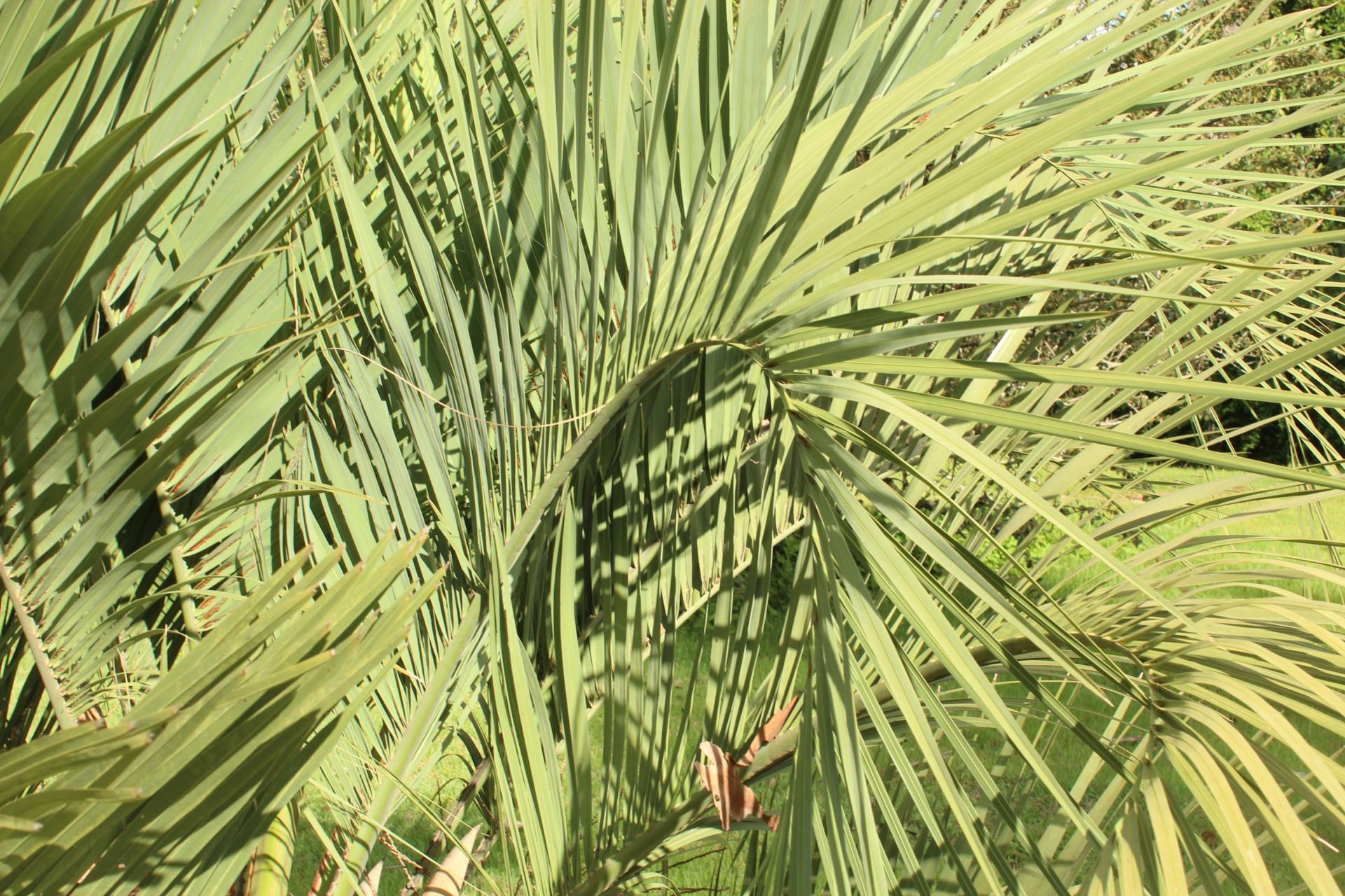 BUTIA PURPURASCENS SEEDS - For Sale - PalmTalk