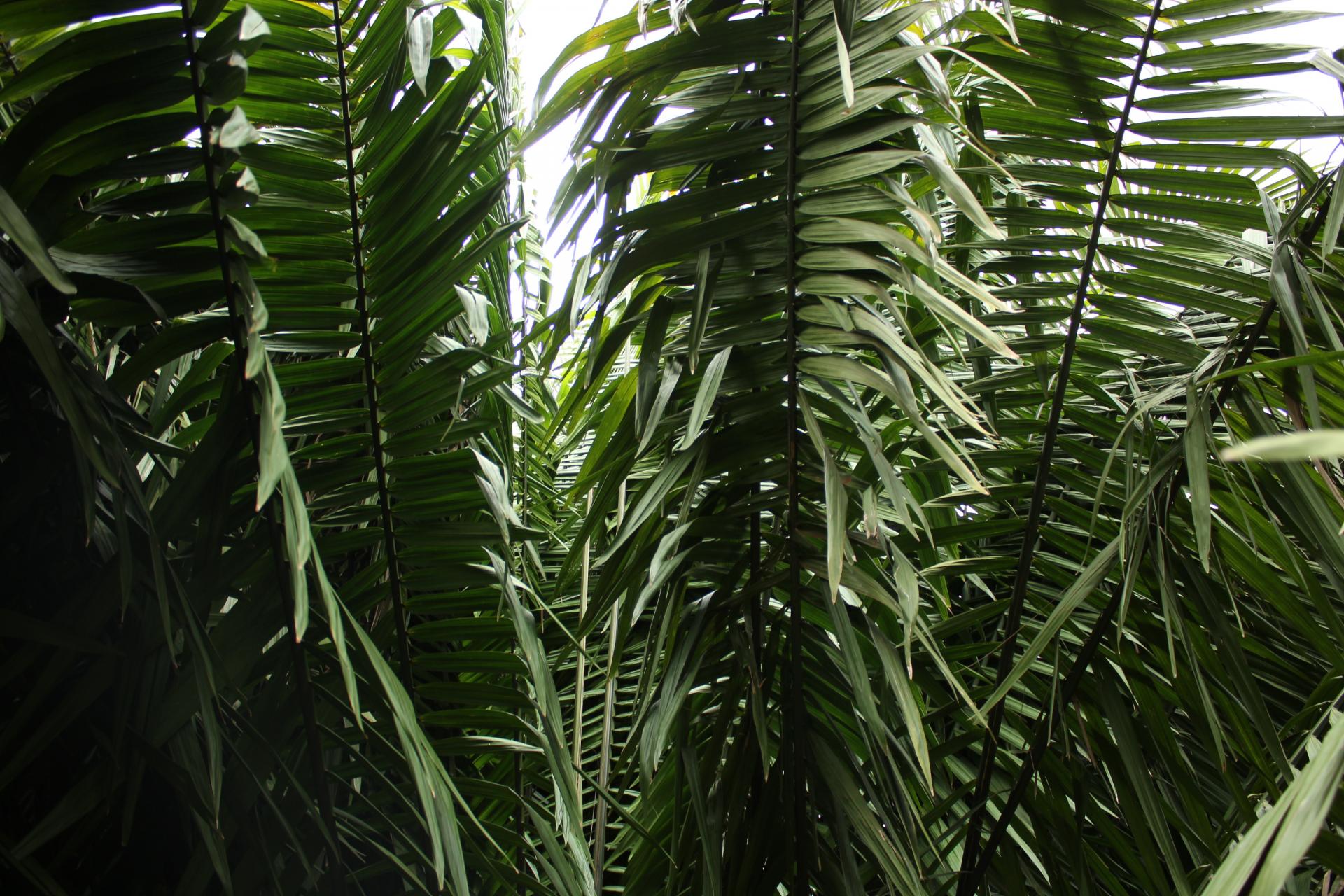 Phytelephas macrocarpa - DISCUSSING PALM TREES WORLDWIDE - PalmTalk