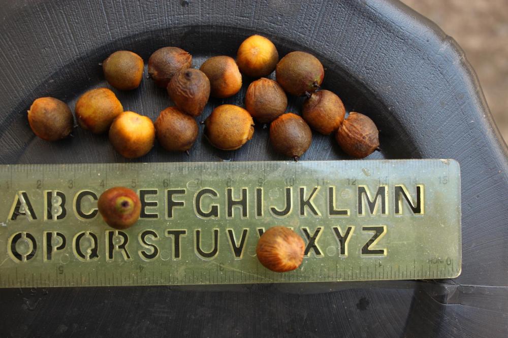 SEEDS Syagrus microphylla - For Sale - PalmTalk