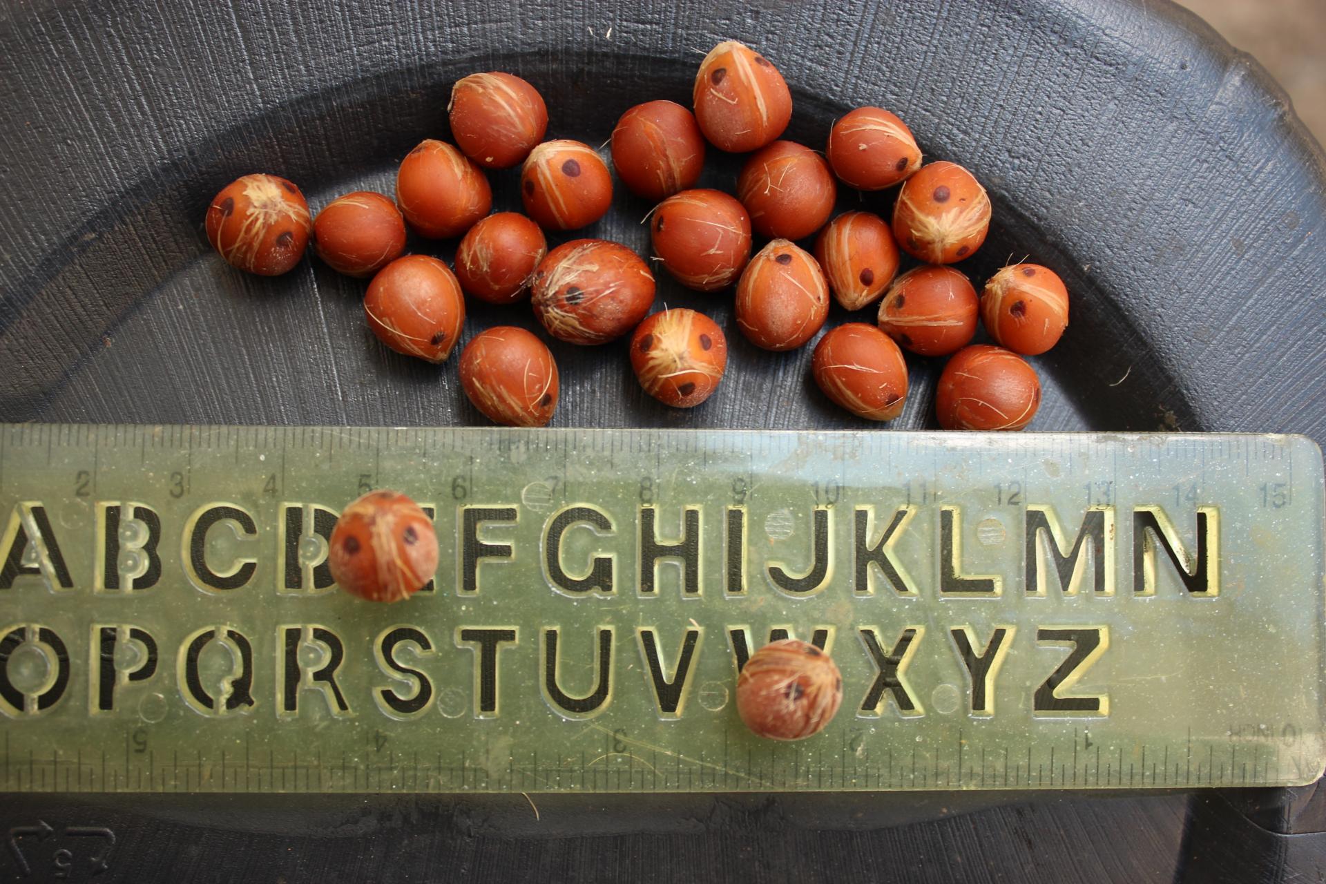 SEEDS Syagrus microphylla - For Sale - PalmTalk