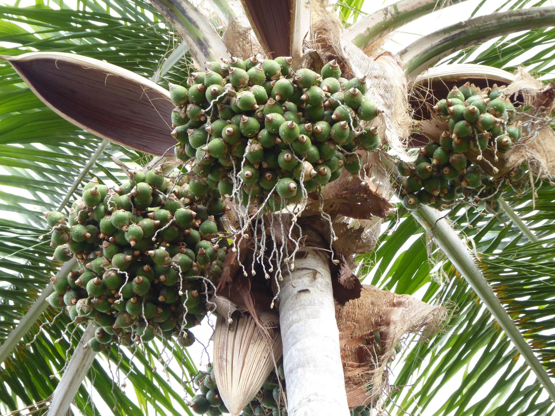 Syagrus pseudococos - DISCUSSING PALM TREES WORLDWIDE - PalmTalk