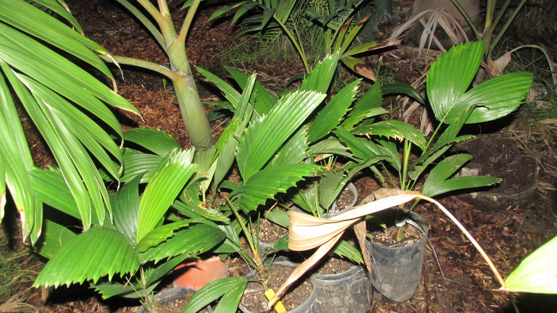 Reinhardtia latisecta flowering, very colorful inflorescences ...