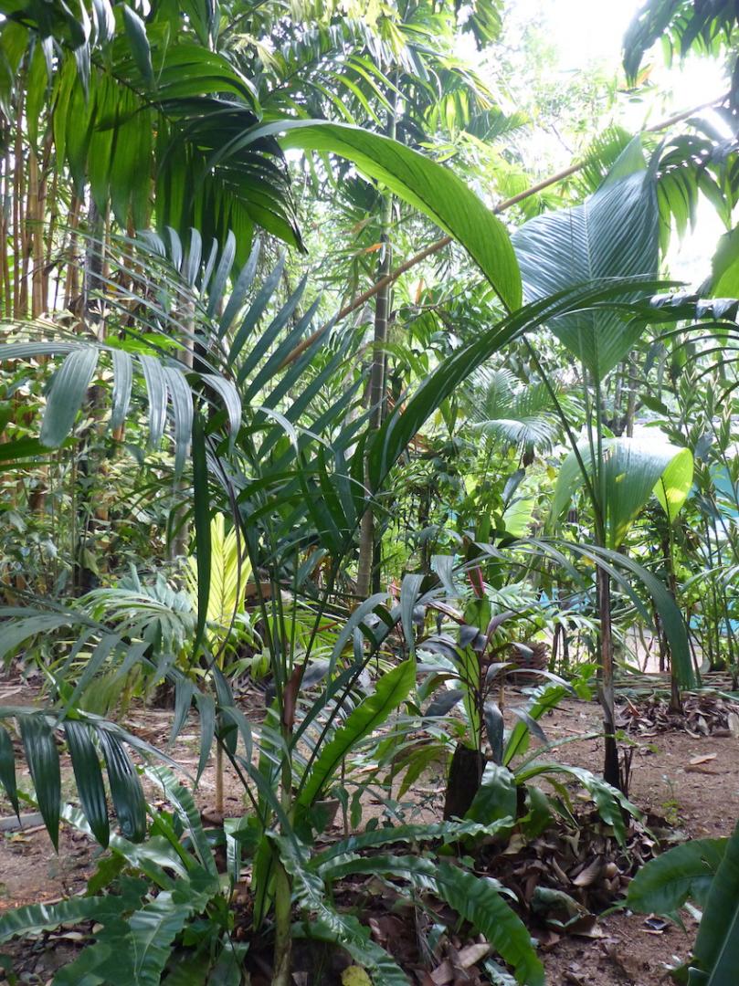 Pinanga insignis? - DISCUSSING PALM TREES WORLDWIDE - PalmTalk