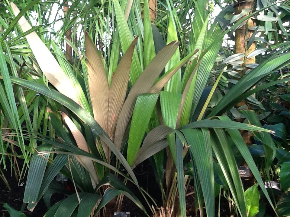 Glasshouse palms at Kew Gardens London - DISCUSSING PALM TREES ...