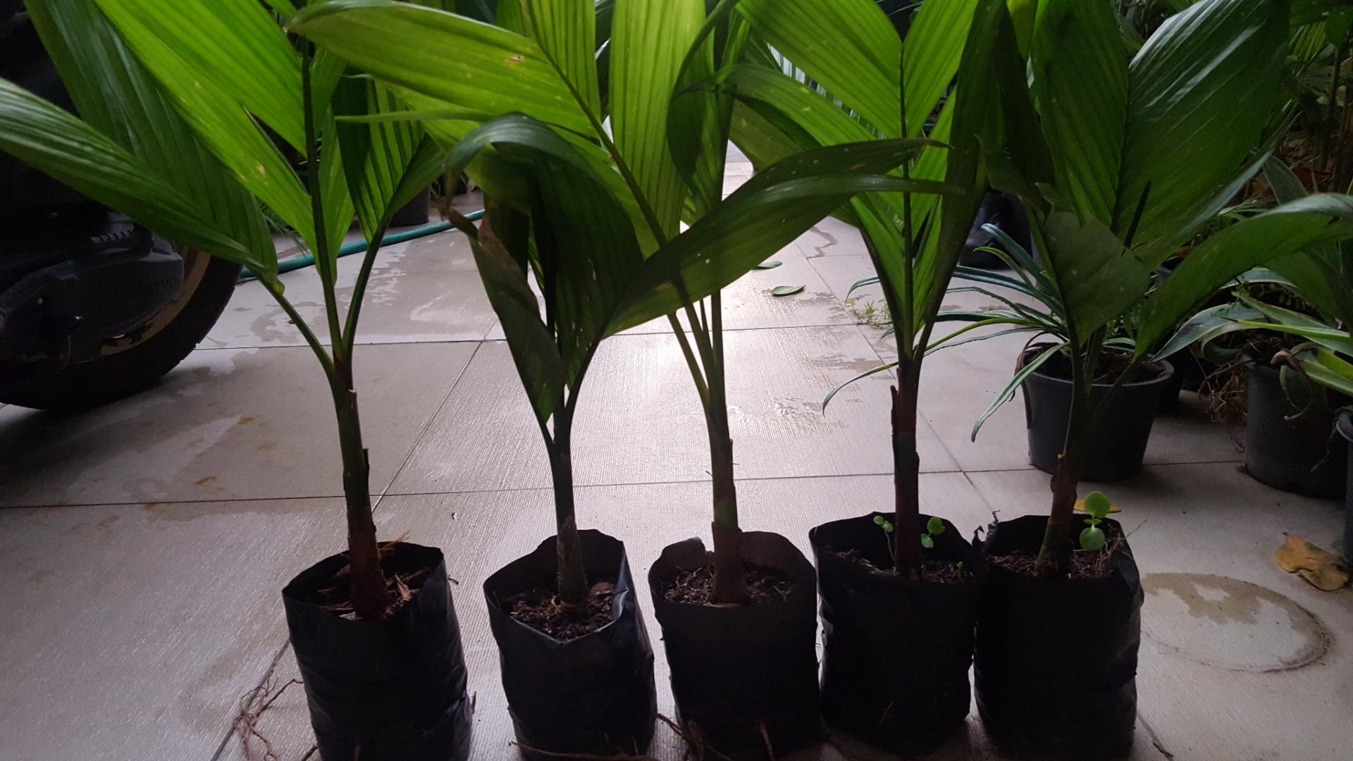How looks Areca catechu " semi dwarf "? - DISCUSSING PALM TREES ...
