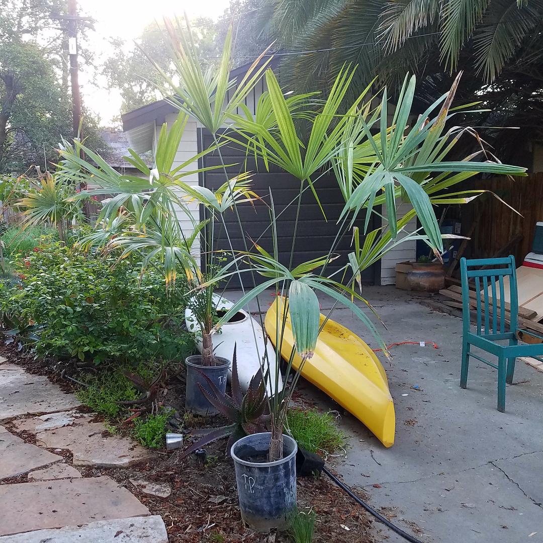 Trachycarpus Princeps and Martianus - DISCUSSING PALM TREES WORLDWIDE ...