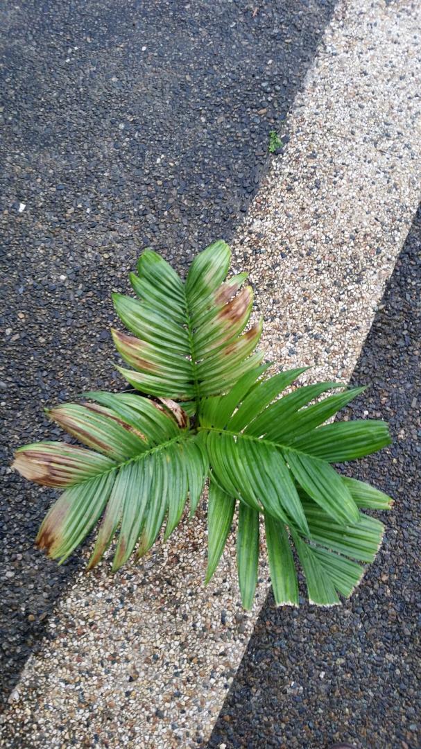 How looks Areca catechu " semi dwarf "? - DISCUSSING PALM TREES ...