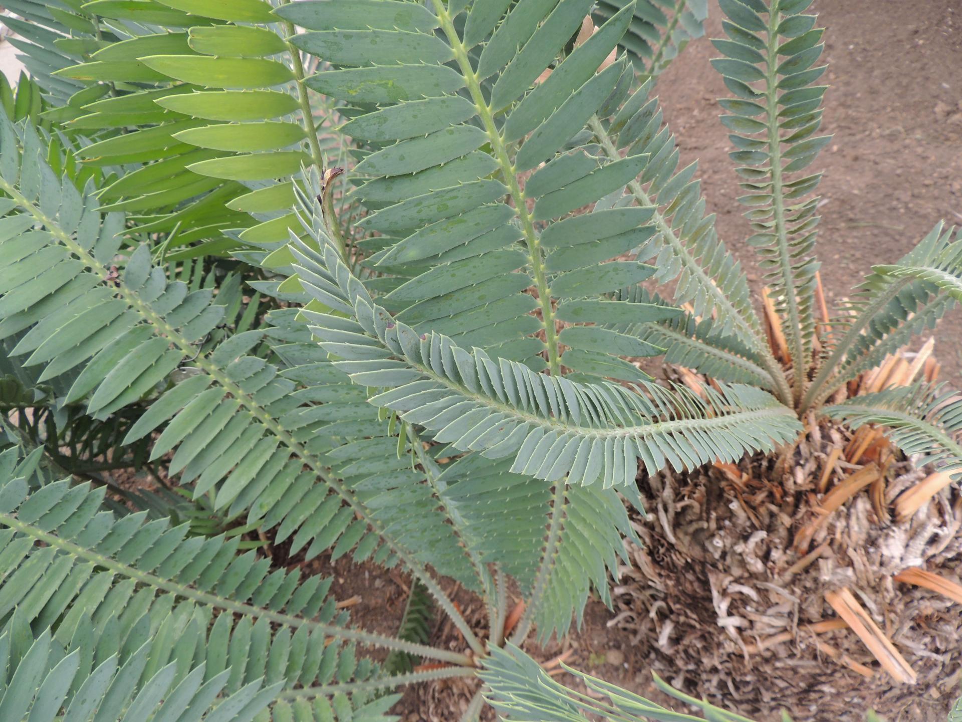 Encef. Blue munchii - TROPICAL LOOKING PLANTS - Other Than Palms - PalmTalk