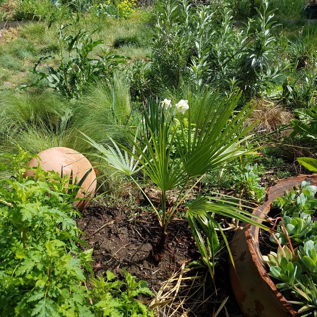 Trachycarpus Princeps and Martianus - DISCUSSING PALM TREES WORLDWIDE ...