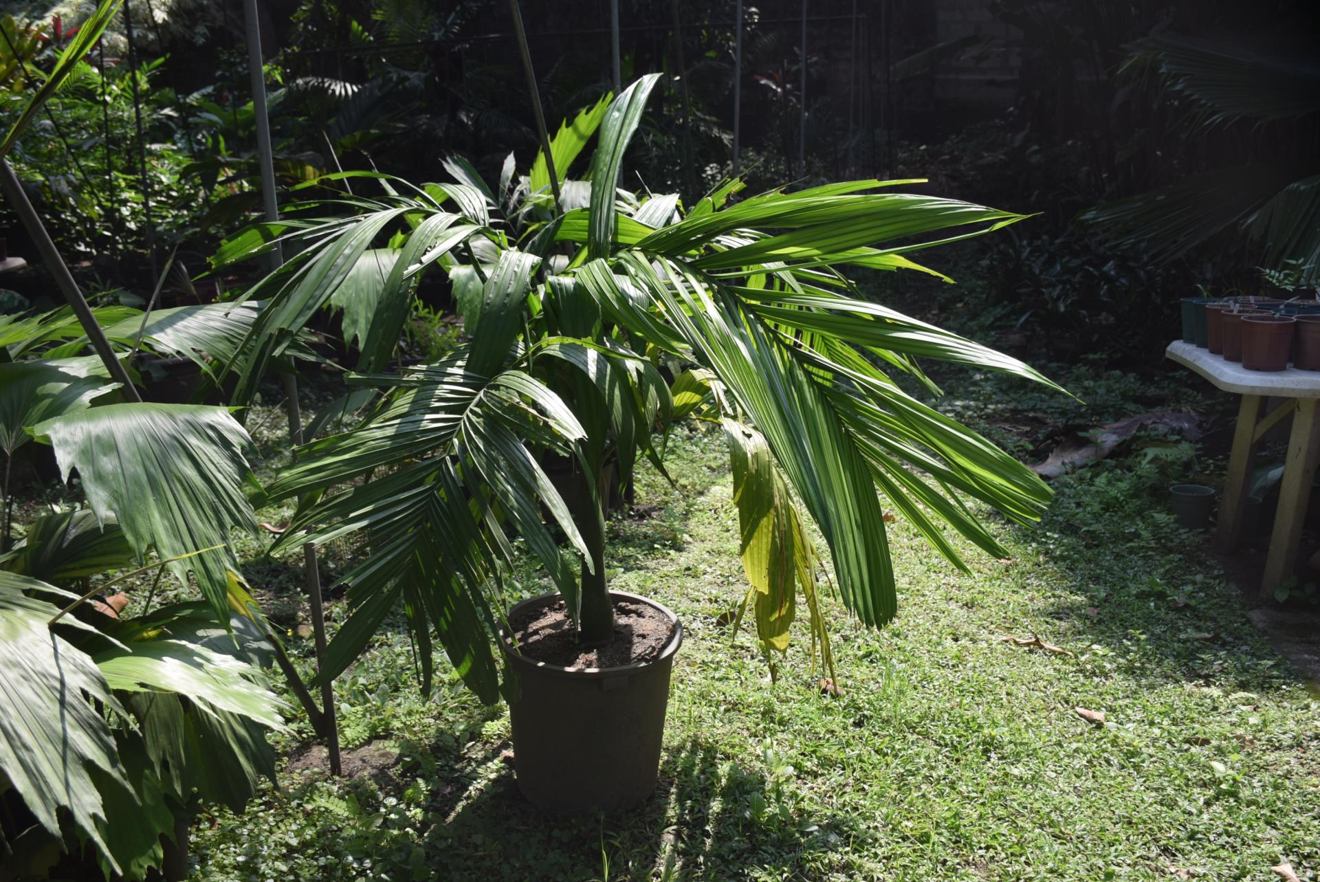 How looks Areca catechu " semi dwarf "? - DISCUSSING PALM TREES ...