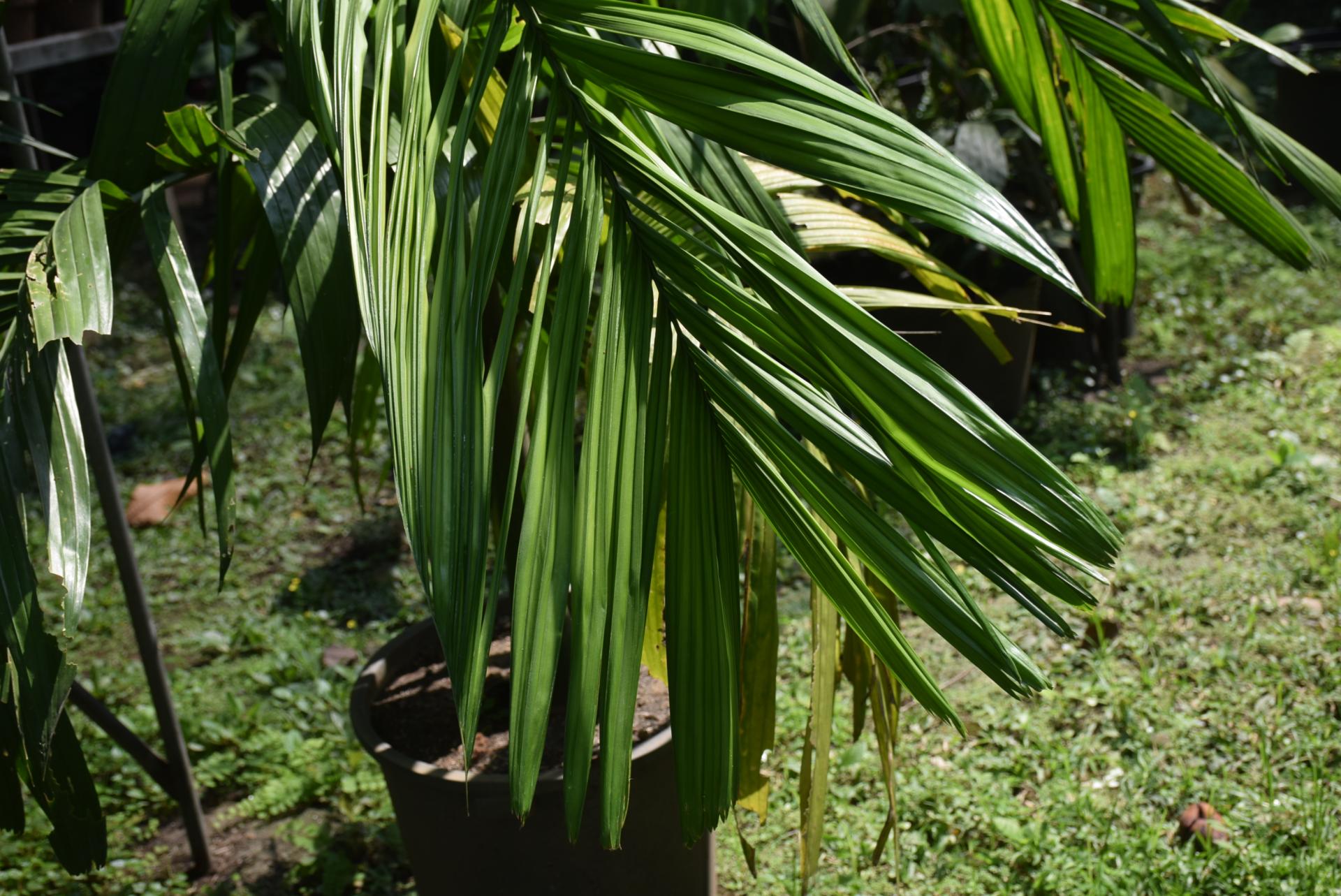 How looks Areca catechu " semi dwarf "? - DISCUSSING PALM TREES ...