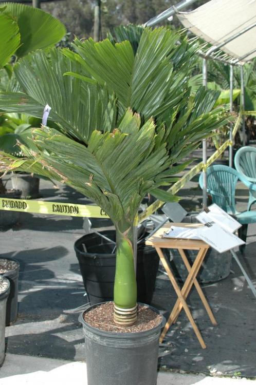 How looks Areca catechu " semi dwarf "? - DISCUSSING PALM TREES ...