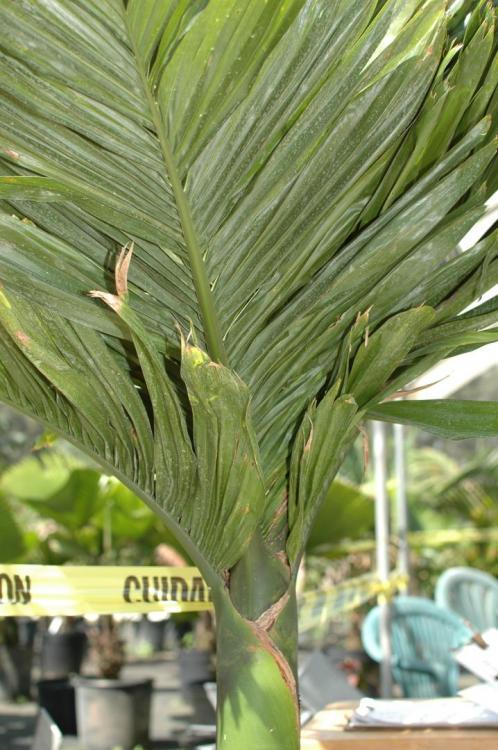 How looks Areca catechu " semi dwarf "? - DISCUSSING PALM TREES ...