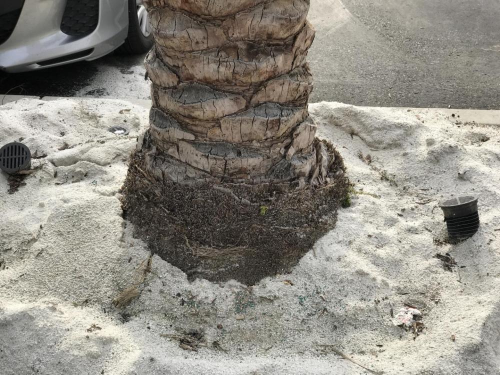 Marge Simpson Palm - DISCUSSING PALM TREES WORLDWIDE - PalmTalk