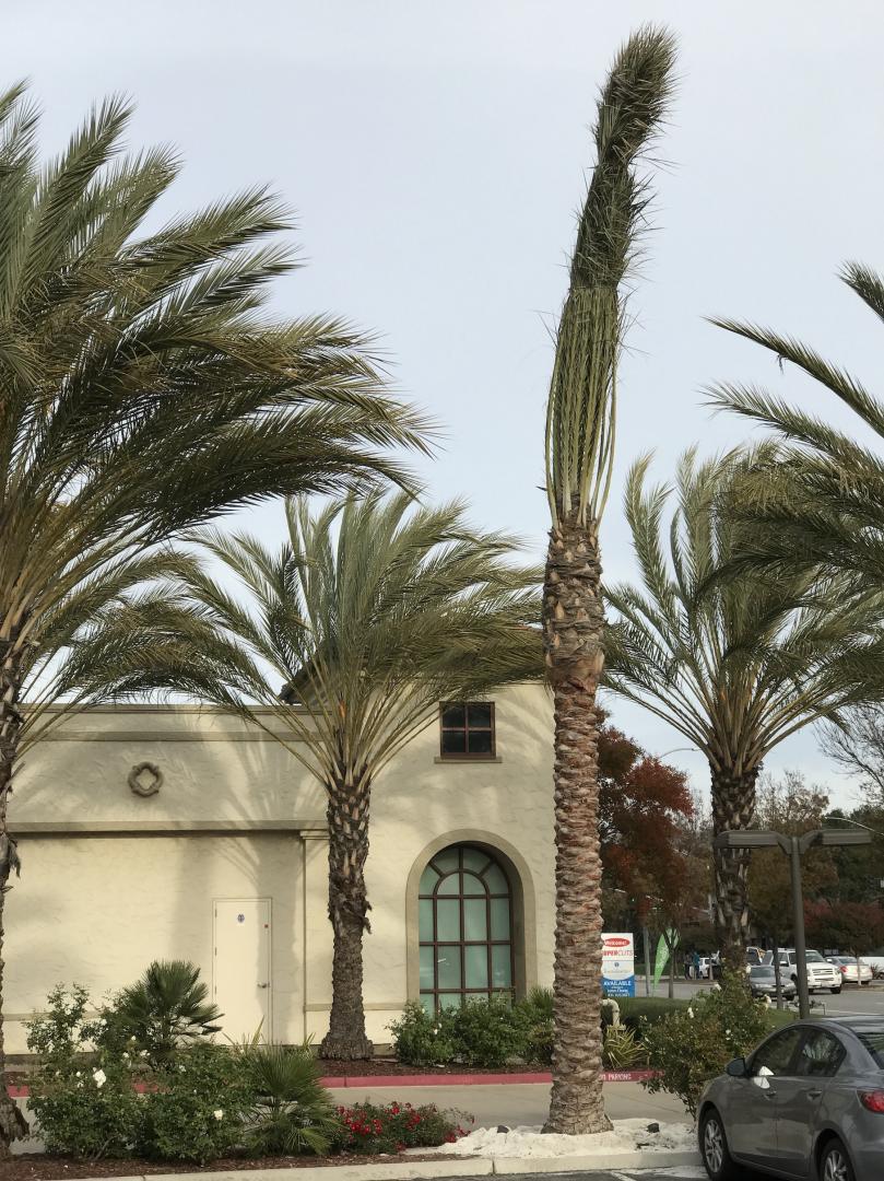 Marge Simpson Palm - DISCUSSING PALM TREES WORLDWIDE - PalmTalk