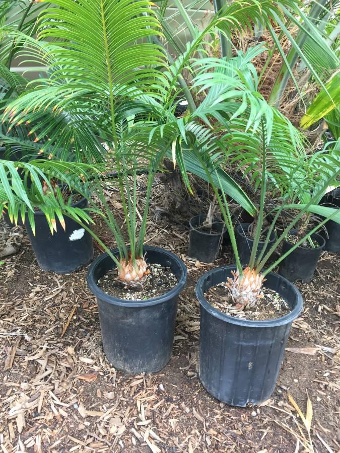Spring/Summer special Palm list - For Sale - PalmTalk