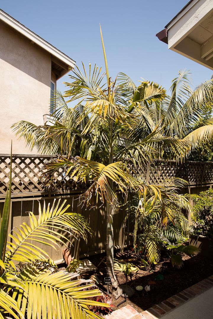 Clumping Dypsis for SoCal - DISCUSSING PALM TREES WORLDWIDE - PalmTalk