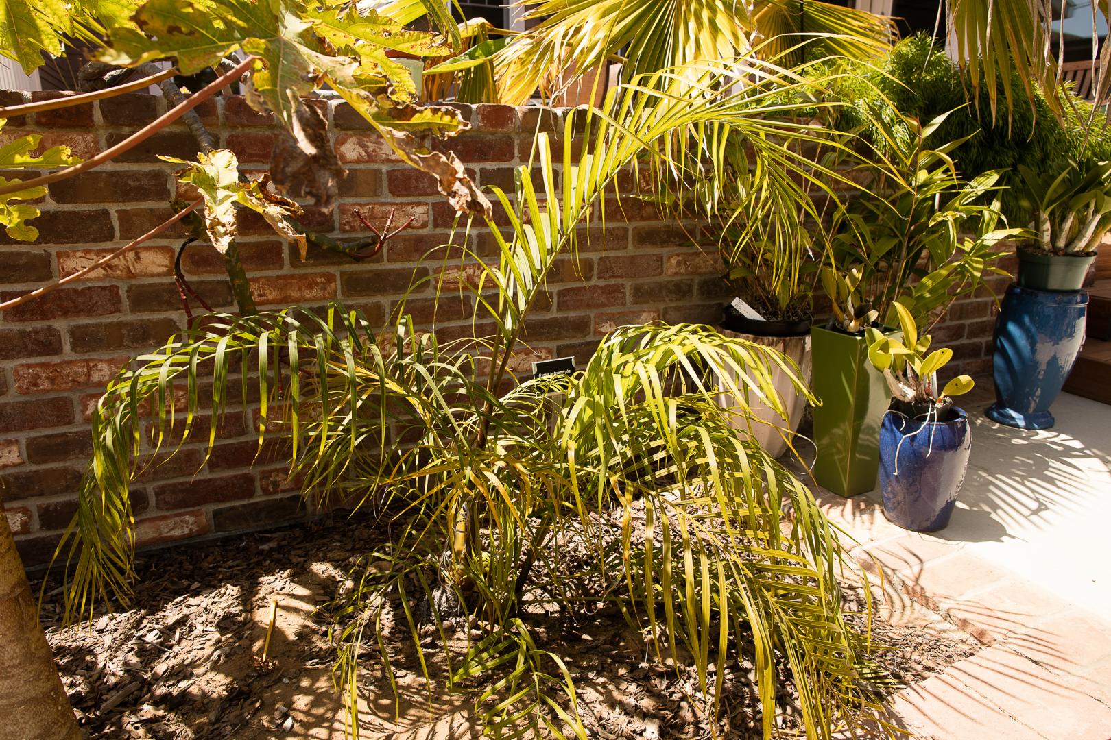 Clumping Dypsis for SoCal - DISCUSSING PALM TREES WORLDWIDE - PalmTalk