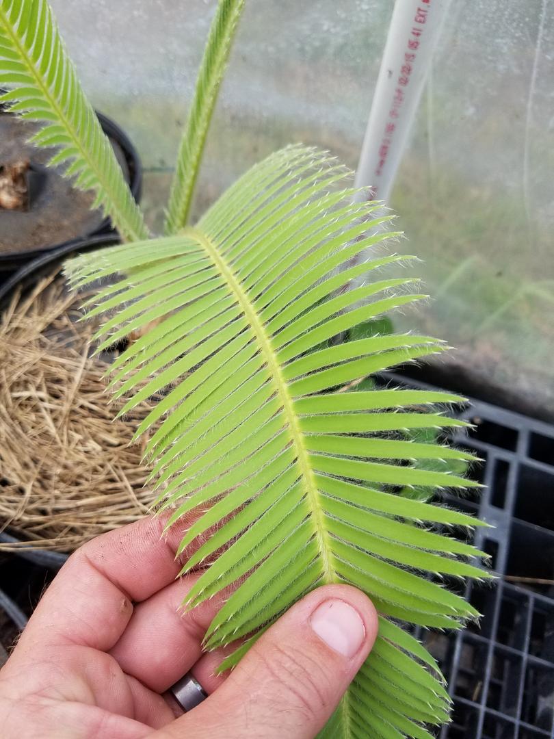 Name that dioon - TROPICAL LOOKING PLANTS - Other Than Palms - PalmTalk