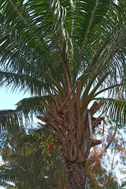 ELAEIS GUINEENSIS, AFRICAN OIL PALM - DISCUSSING PALM TREES WORLDWIDE ...