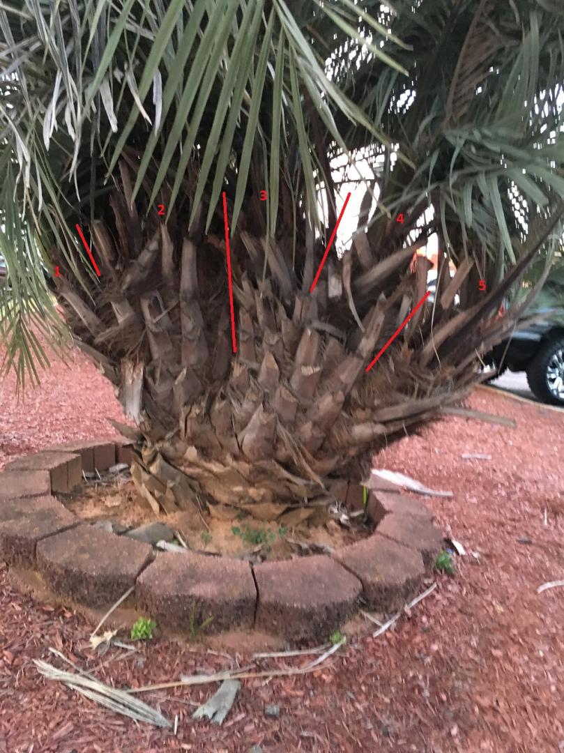 Franken-butia - DISCUSSING PALM TREES WORLDWIDE - PalmTalk