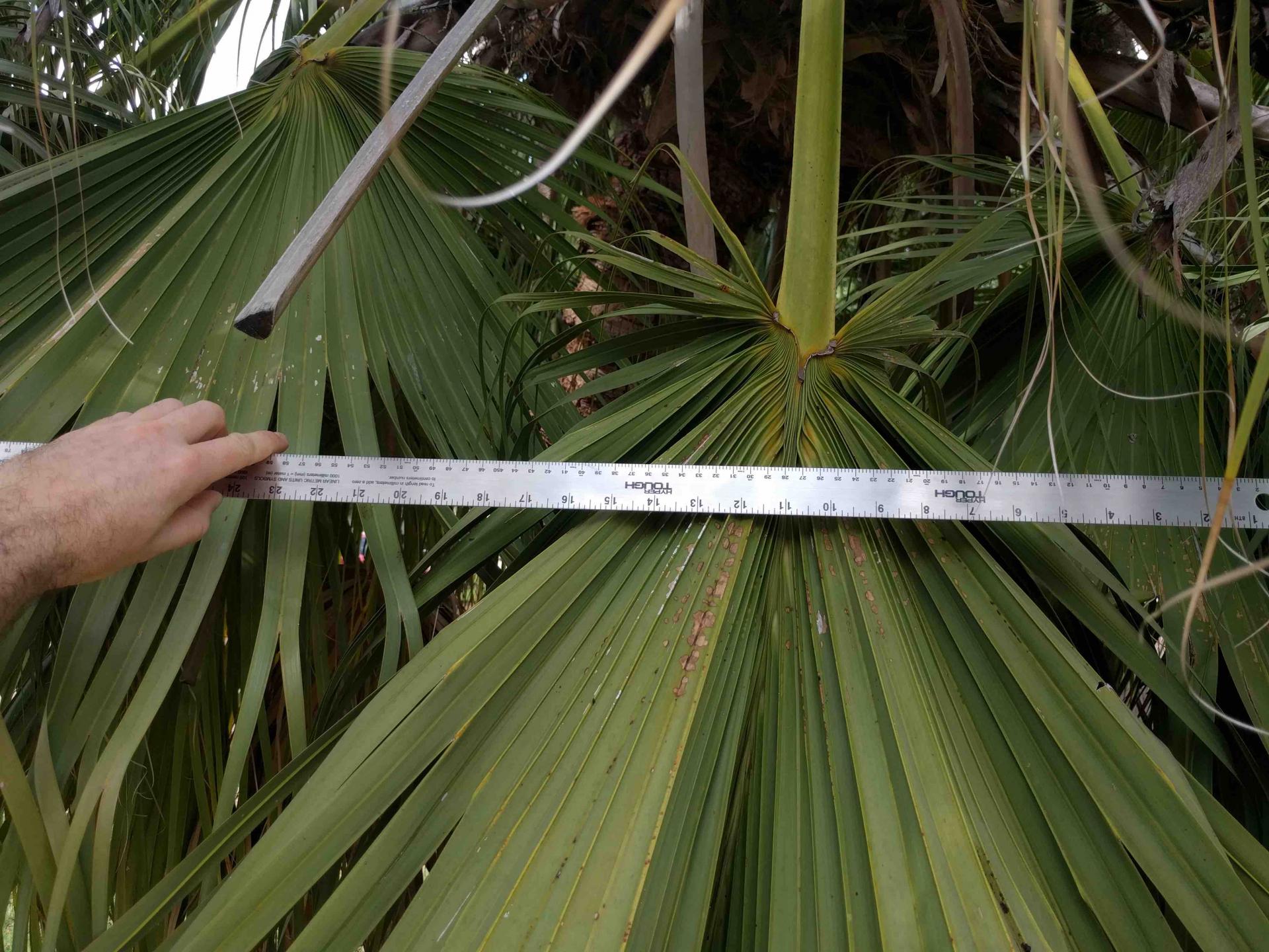 Help me identify this species? - DISCUSSING PALM TREES WORLDWIDE - PalmTalk