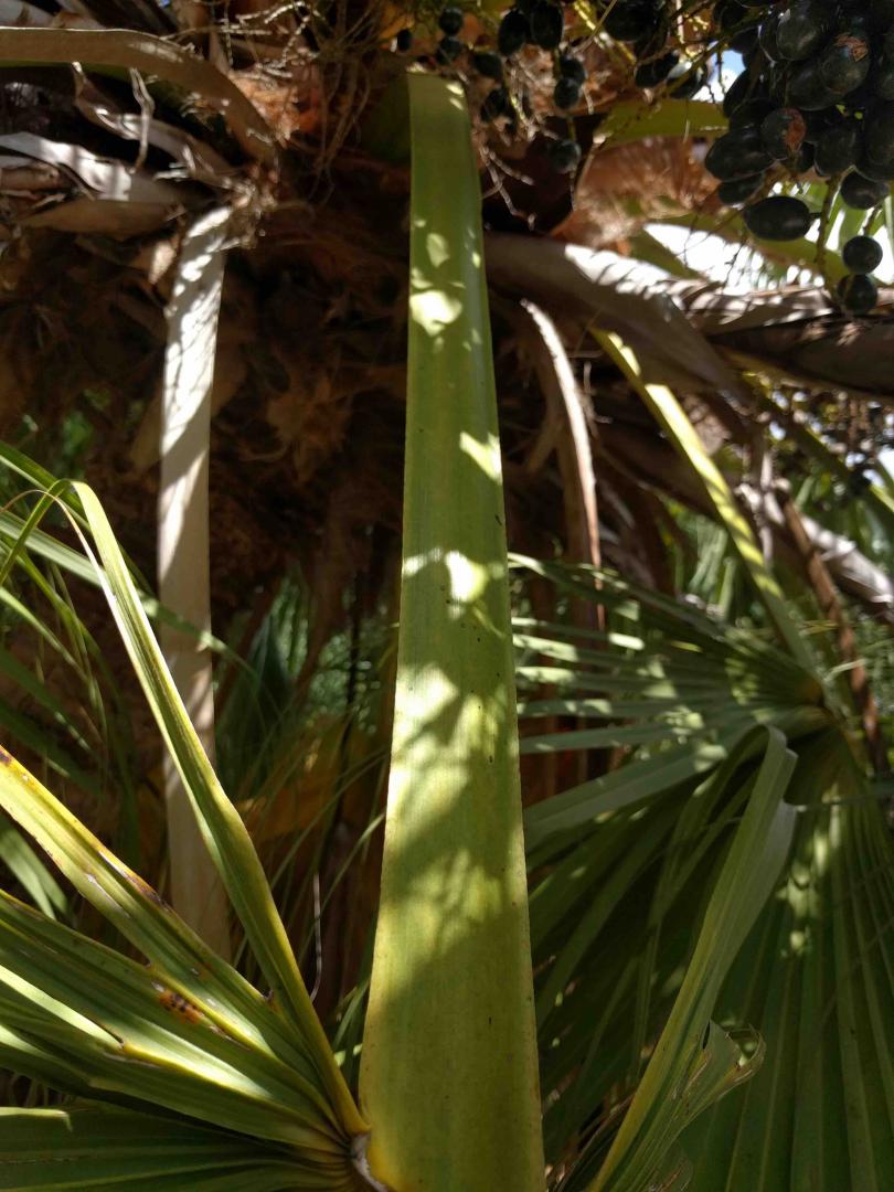 Help me identify this species? - DISCUSSING PALM TREES WORLDWIDE - PalmTalk