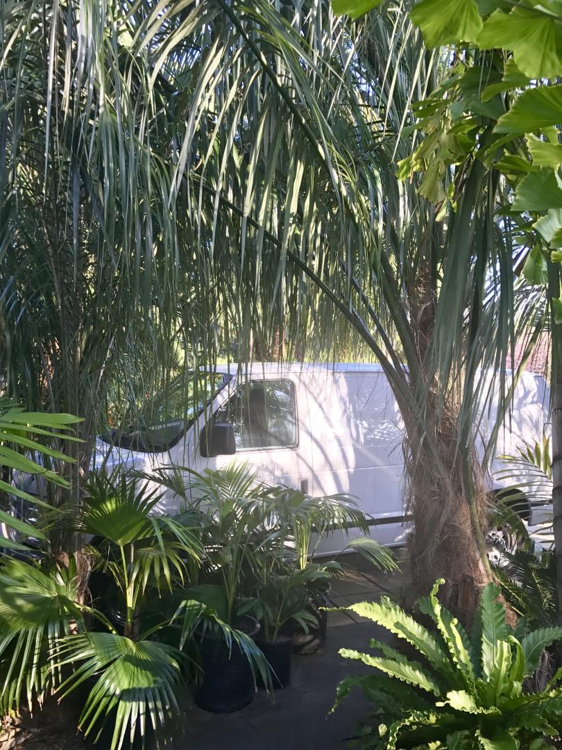 Parajubea sunka supposed to be slow? - DISCUSSING PALM TREES WORLDWIDE ...