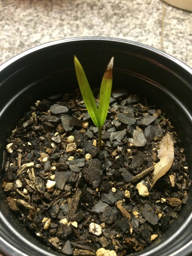 Cyrtostachys renda in Florida Keys - DISCUSSING PALM TREES WORLDWIDE ...