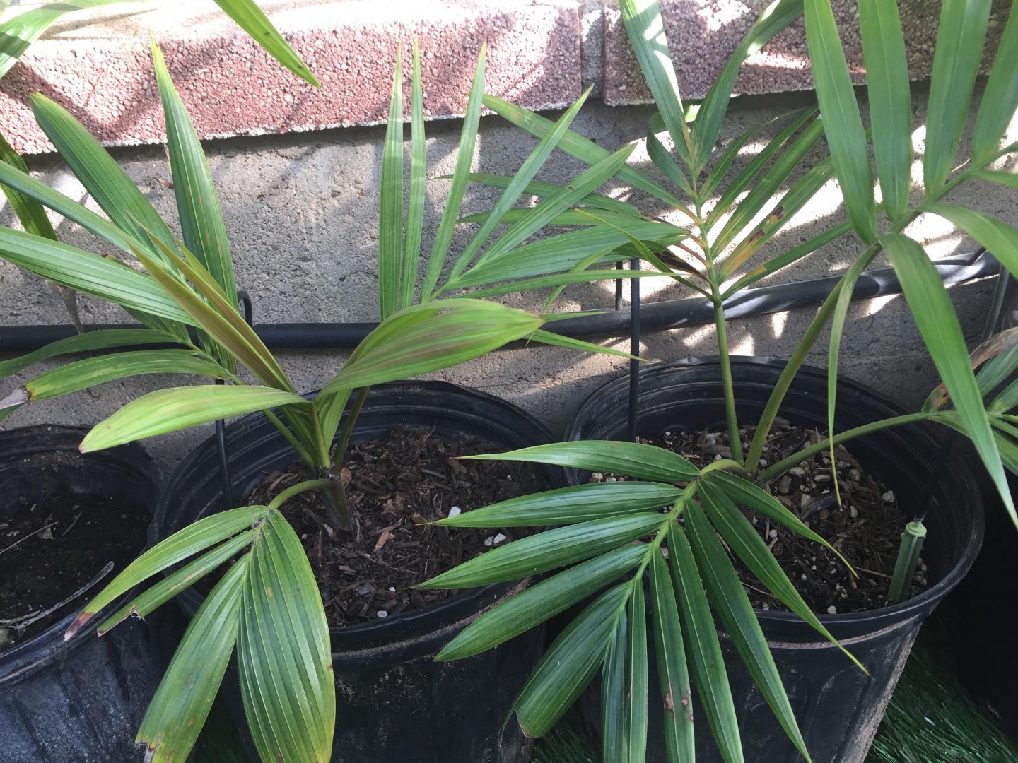Spring/Summer special Palm list - For Sale - PalmTalk