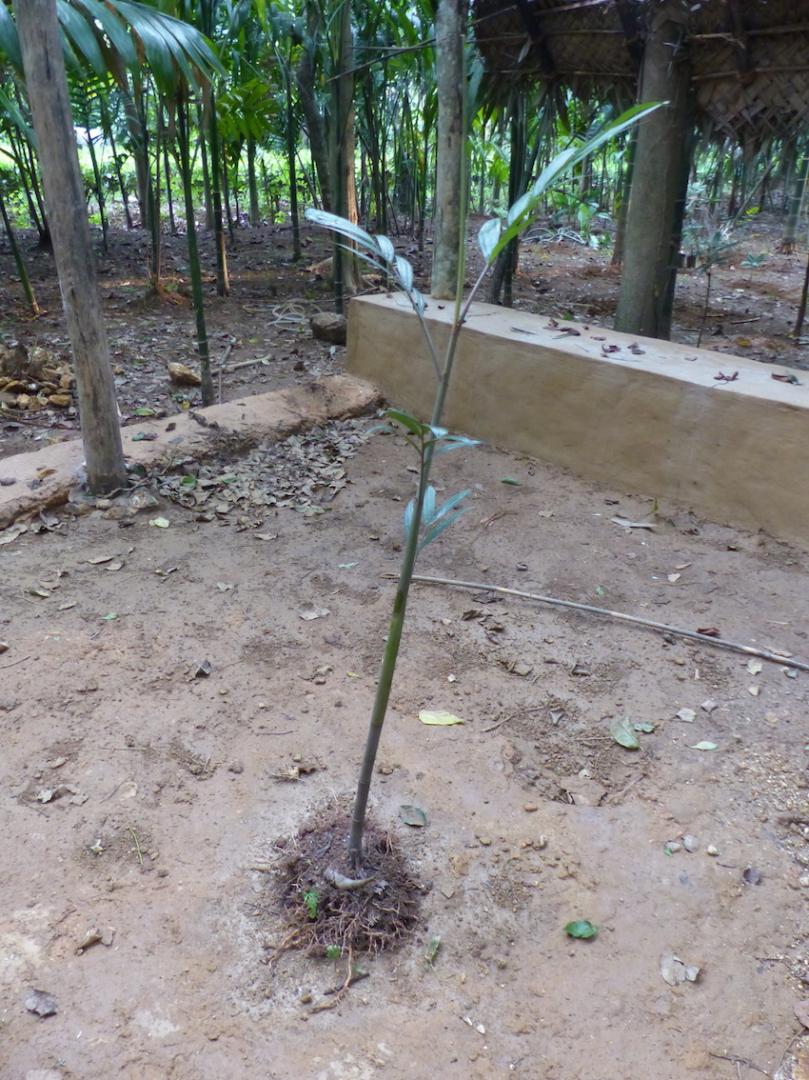 Thabit's Pinanga growing and suckering - DISCUSSING PALM TREES ...