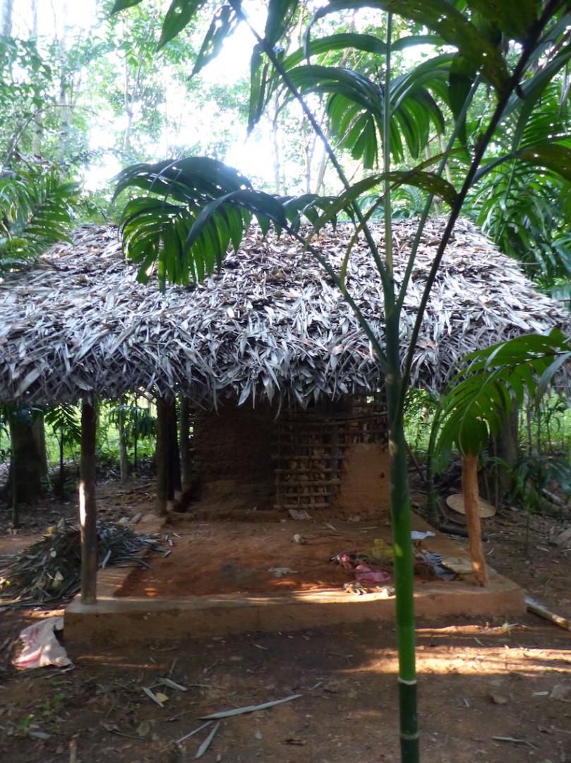 what is Puwakwatta? - DISCUSSING PALM TREES WORLDWIDE - PalmTalk