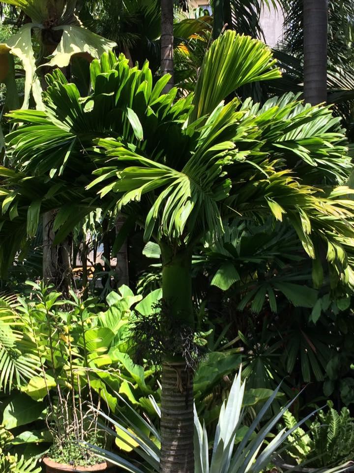 Dwarf Areca Catechu - -- will it finally give me seeds??? - DISCUSSING ...
