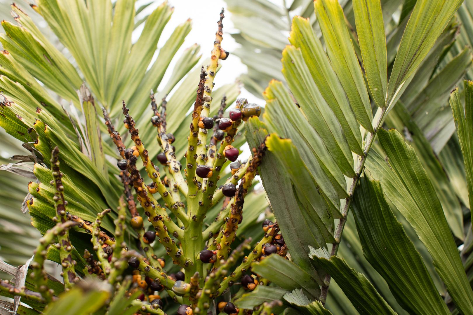 Arenga engleri (The Formosa Palm) - DISCUSSING PALM TREES WORLDWIDE ...