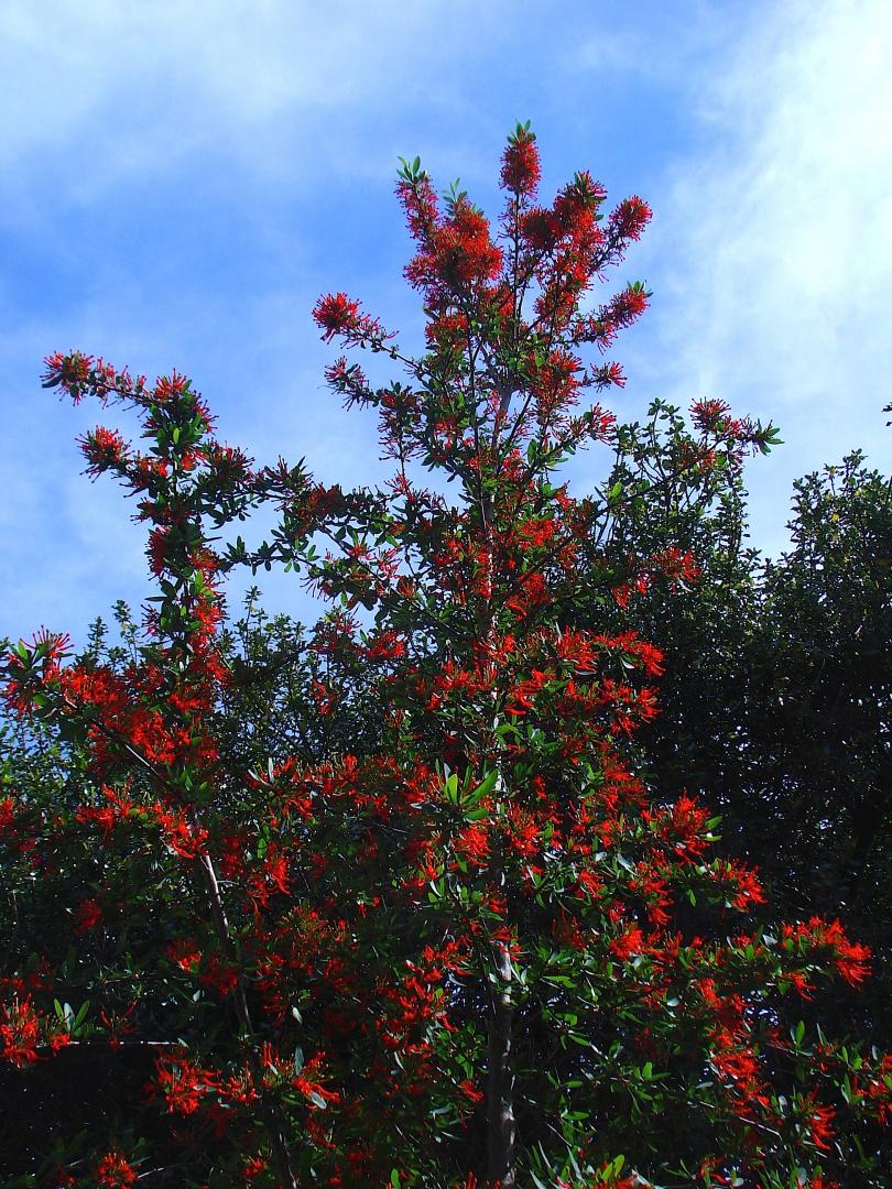Chilean fire tree a great tree in zones 8 & 9 - TROPICAL LOOKING PLANTS ...