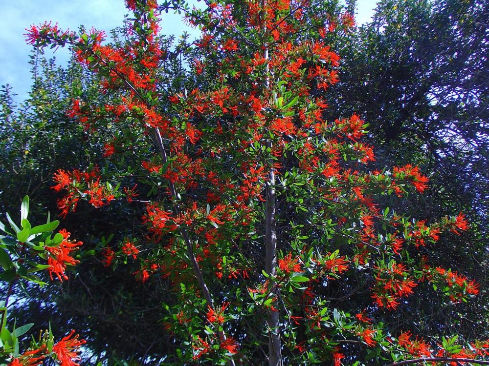 Chilean fire tree a great tree in zones 8 & 9 - TROPICAL LOOKING PLANTS ...