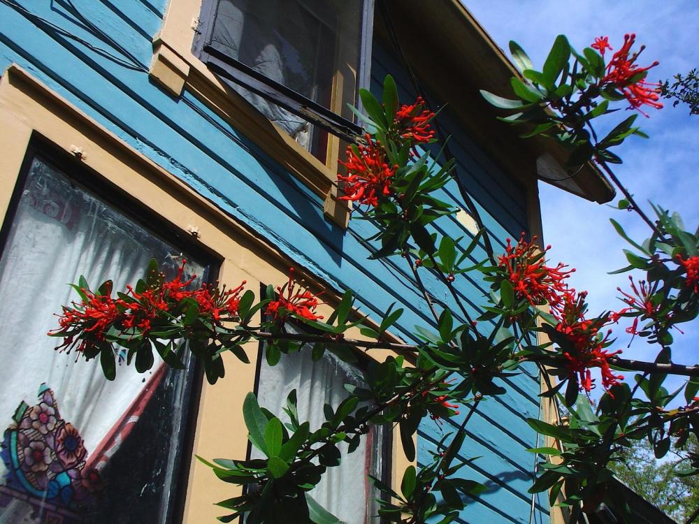 Chilean fire tree a great tree in zones 8 & 9 - TROPICAL LOOKING PLANTS ...