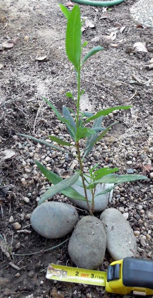 Chilean fire tree a great tree in zones 8 & 9 - TROPICAL LOOKING PLANTS ...