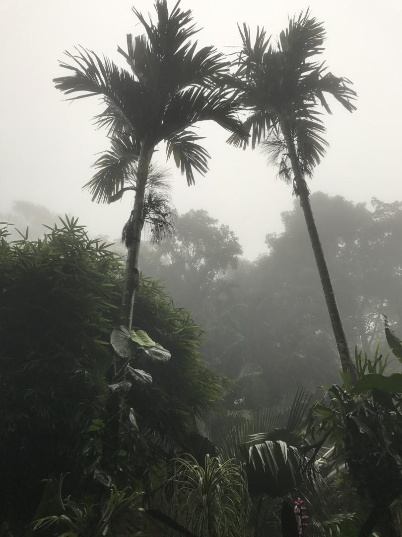 Palms in the Mist - DISCUSSING PALM TREES WORLDWIDE - PalmTalk