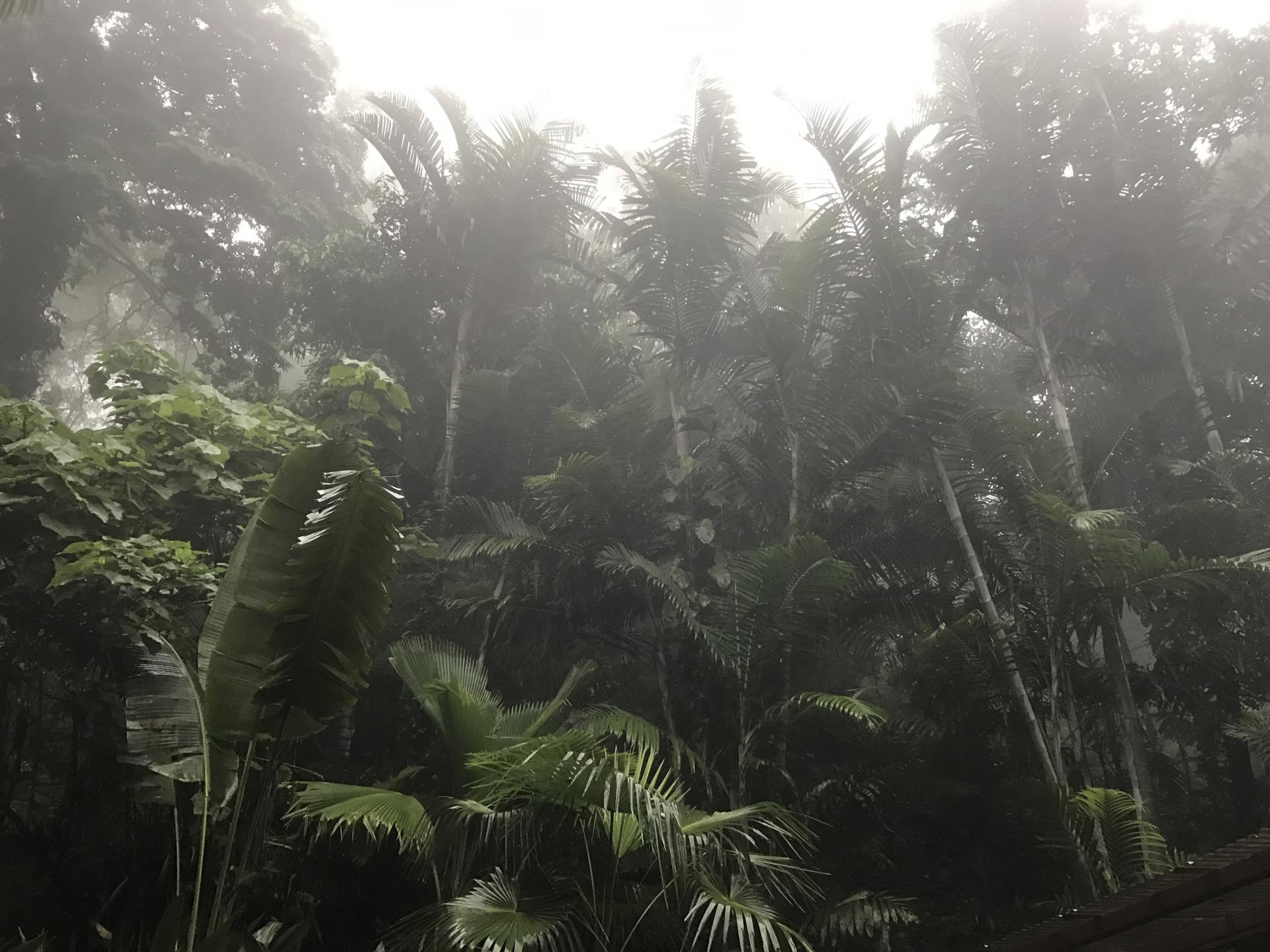 Palms in the Mist - DISCUSSING PALM TREES WORLDWIDE - PalmTalk
