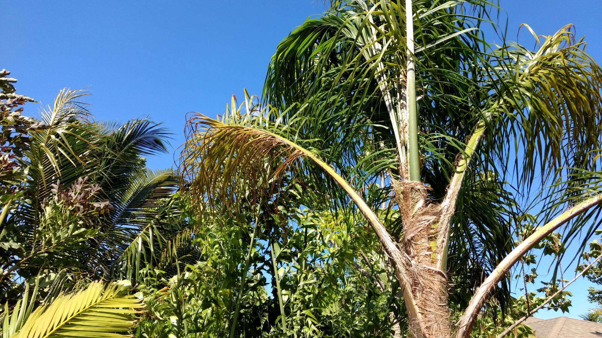 Is this what I think it is? - DISCUSSING PALM TREES WORLDWIDE - PalmTalk