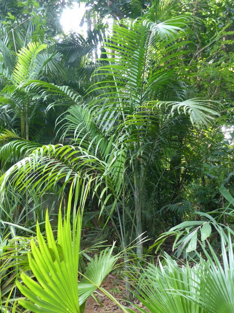 Dypsis cabadae in Evening Garden - DISCUSSING PALM TREES WORLDWIDE ...