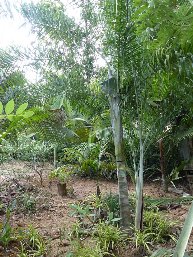 clumping Dypsis madagascariensis - DISCUSSING PALM TREES WORLDWIDE ...
