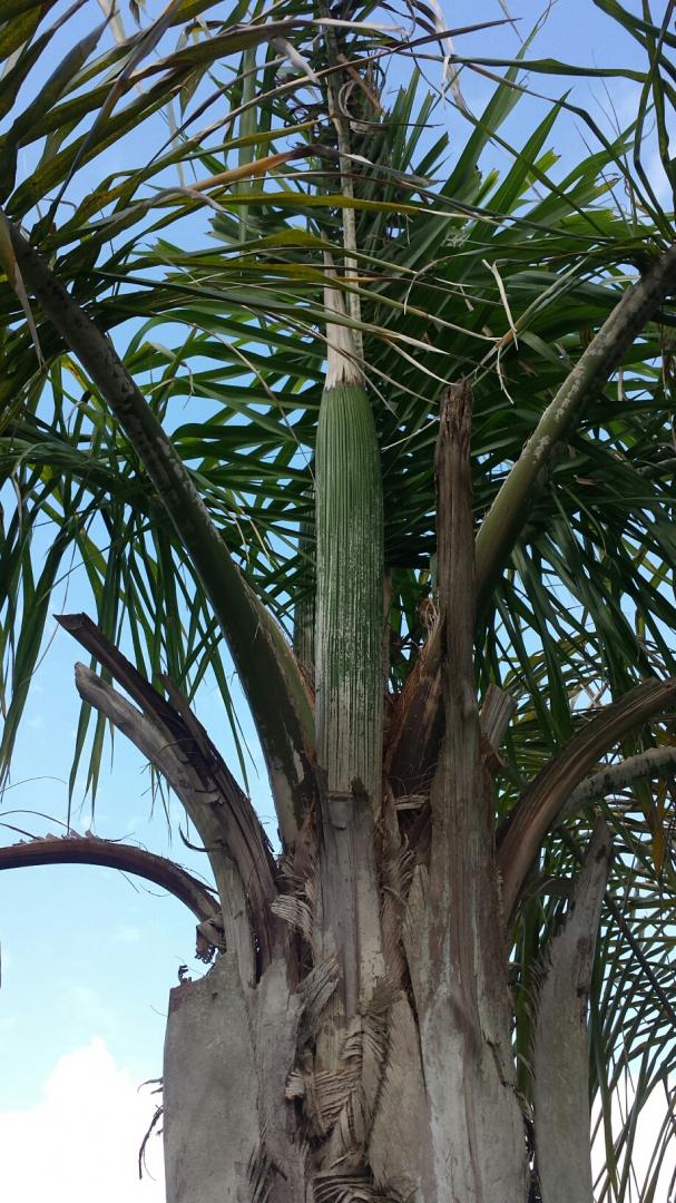 What's wrong with my palm? What to do? - DISCUSSING PALM TREES ...
