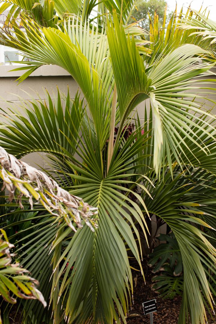 Howea belmoreana or fosteriana - DISCUSSING PALM TREES WORLDWIDE - PalmTalk