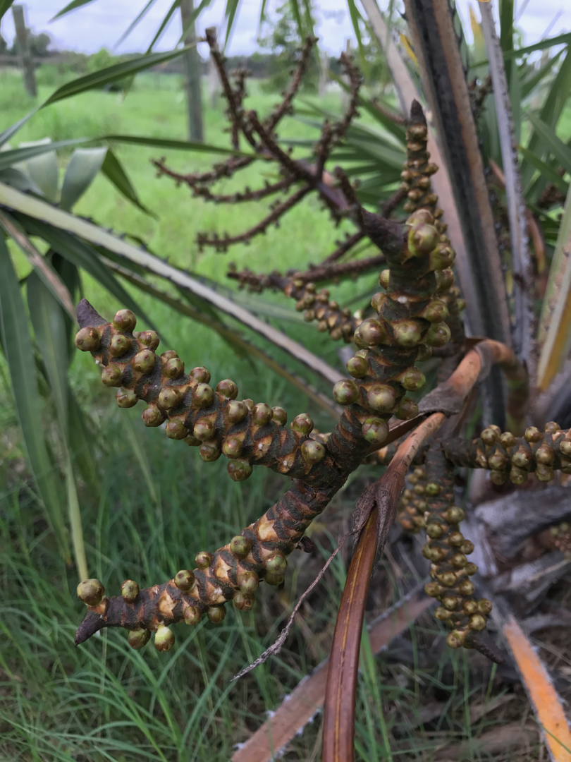 Hyphaene blooming for the first time. What species - DISCUSSING PALM ...