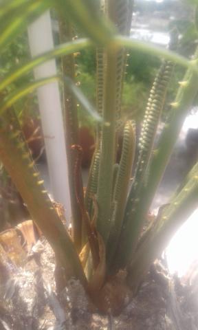 cycas circinalis in flush - TROPICAL LOOKING PLANTS - Other Than Palms ...