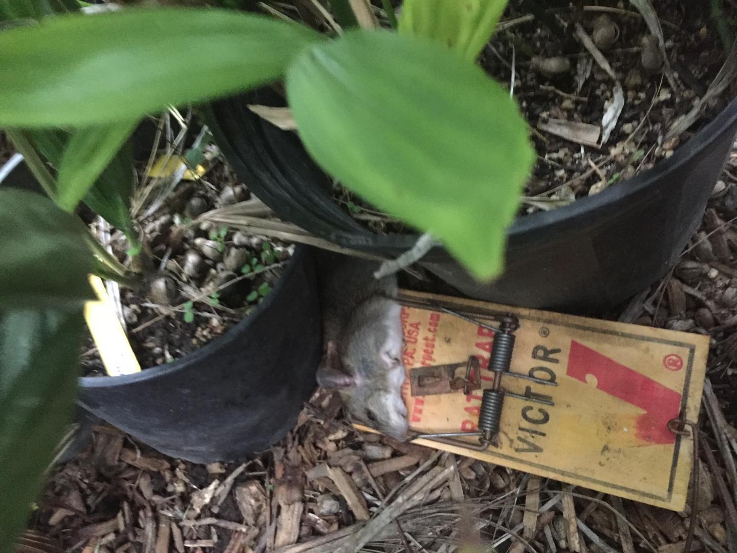 Palm Seedling Destroyers - DISCUSSING PALM TREES WORLDWIDE - PalmTalk