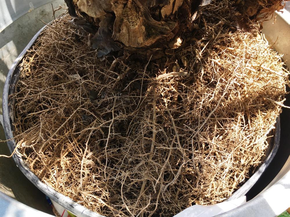 Do dead/desiccated roots pose a problem? - DISCUSSING PALM TREES ...